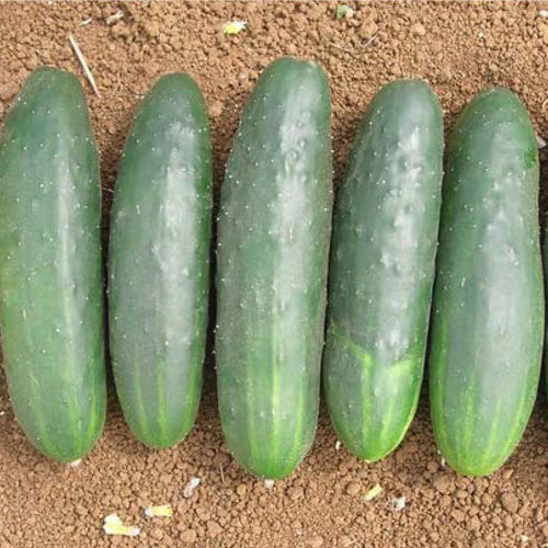 Cucumber - Moneymaker – Newton Seeds